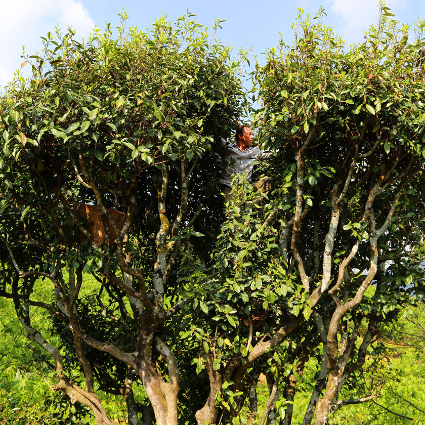 A hunting story of ancient tea tree green tea– Wild Tea Qi Official Website